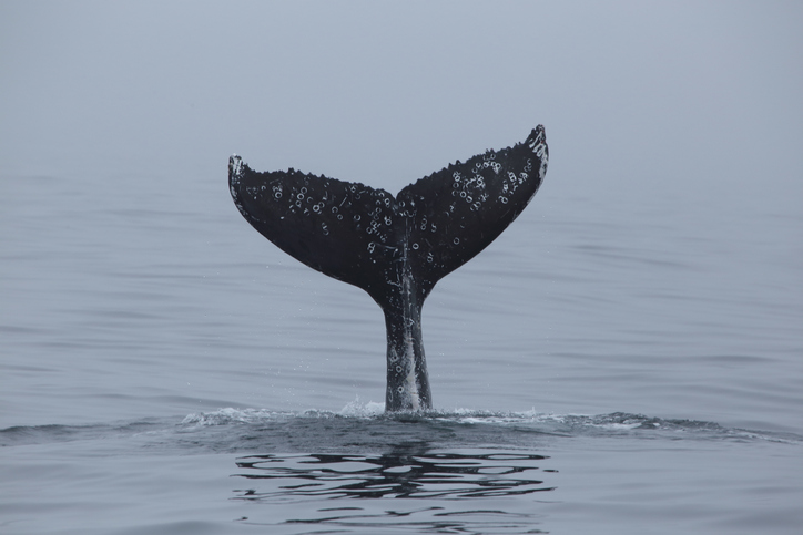 Tail-end boost: the use of debt in acquiring mature stakes