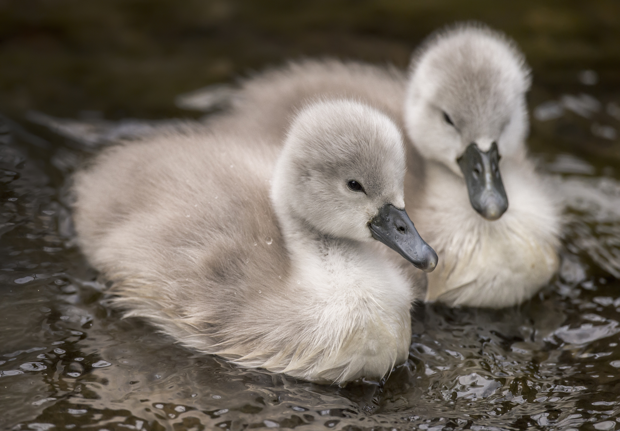 Canada's Cygnus launches secondaries fund